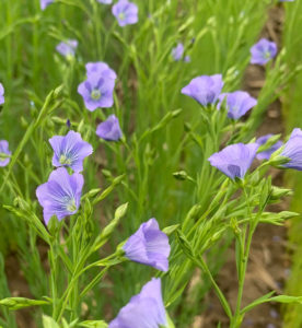 Flax - Clearview Farm