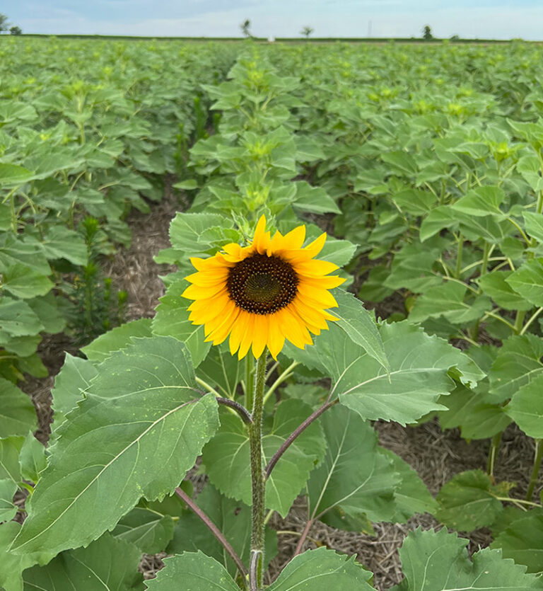 Everything you need to know about the Sunflowers! - Clearview Farm